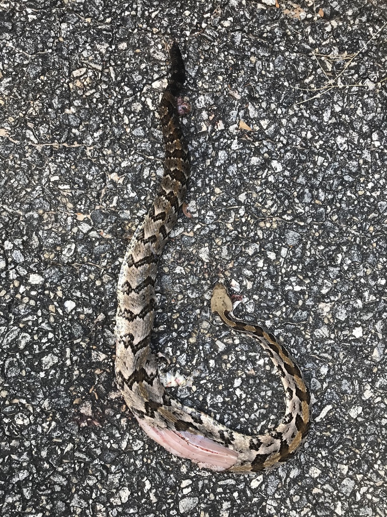 Timber Rattlesnake from Pleasant Hill Rd, Midway, AL, US on September ...