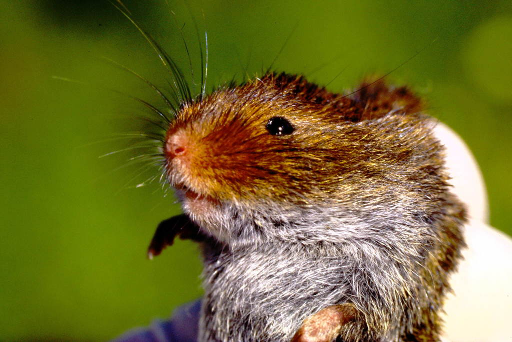 Rock Vole from Thunder Bay District, ON, Canada on June 15, 1996 at 12: ...
