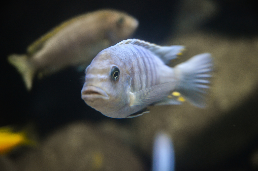 (Chindongo) - Marine Life Identification