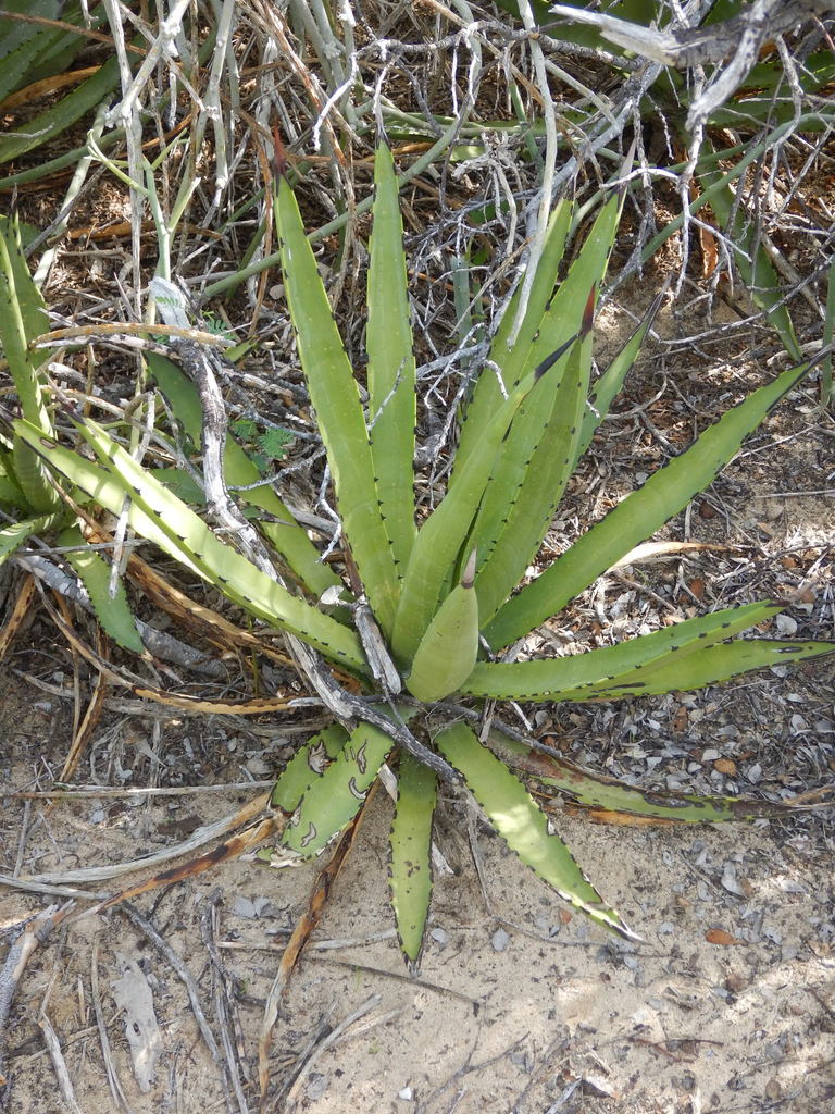 Agave datylio from La Ventana, B.C.S., México on September 19, 2019 at ...