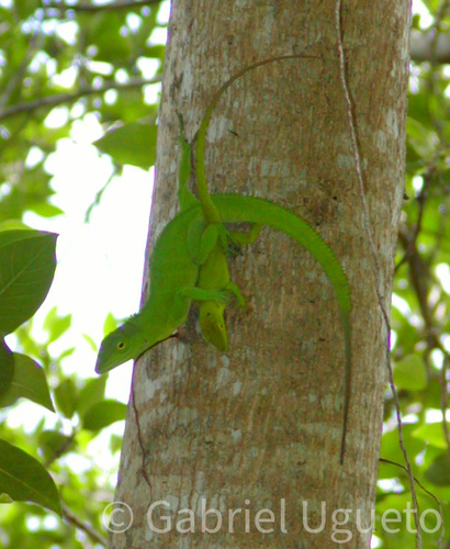 Jamaican Giant Anole (Anolis garmani) - Snakes and Lizards