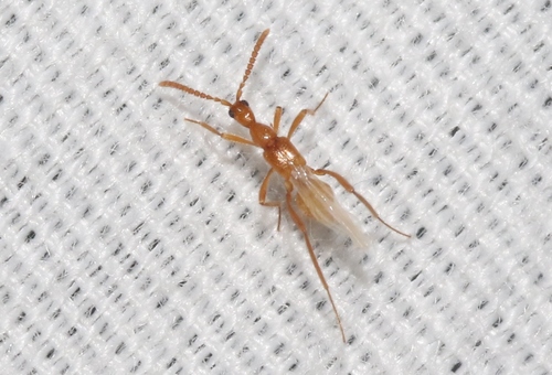 Genus Beyeria · iNaturalist