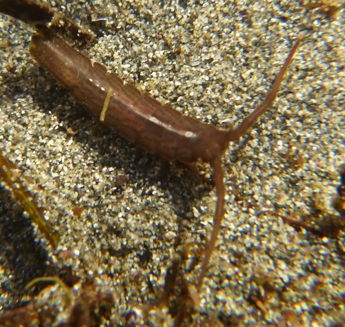 (Idotea montereyensis)