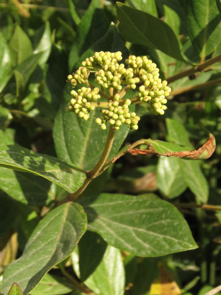 Viburnum triphyllum from Subachoque, Cundinamarca, Colombia on August ...
