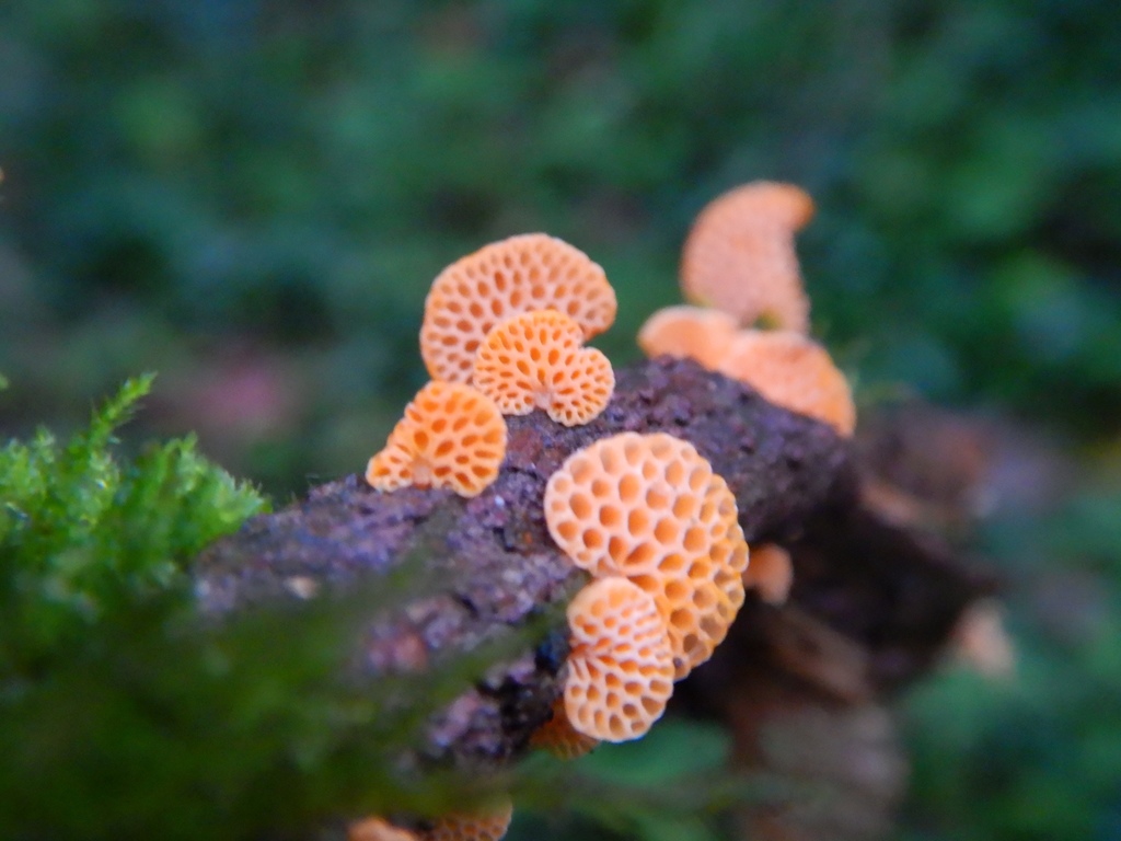 orange pore fungus from Great Britain, Plymouth, England, GB on ...