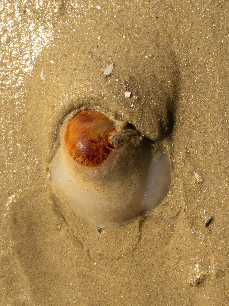Bladder Moon Snail from Pantai Telok Pelandok, Teluk Pelanduk, 71050 Si ...