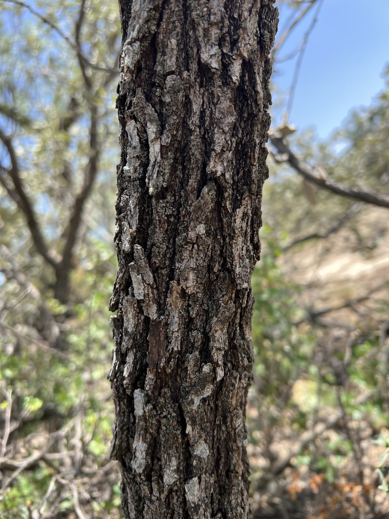 Mohr Oak (Quercus mohriana) - Botanical Realm