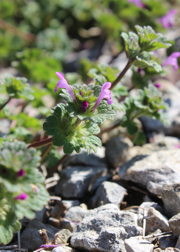 Henbit (Wildflowers of the Preserve at Shaker Village) · iNaturalist