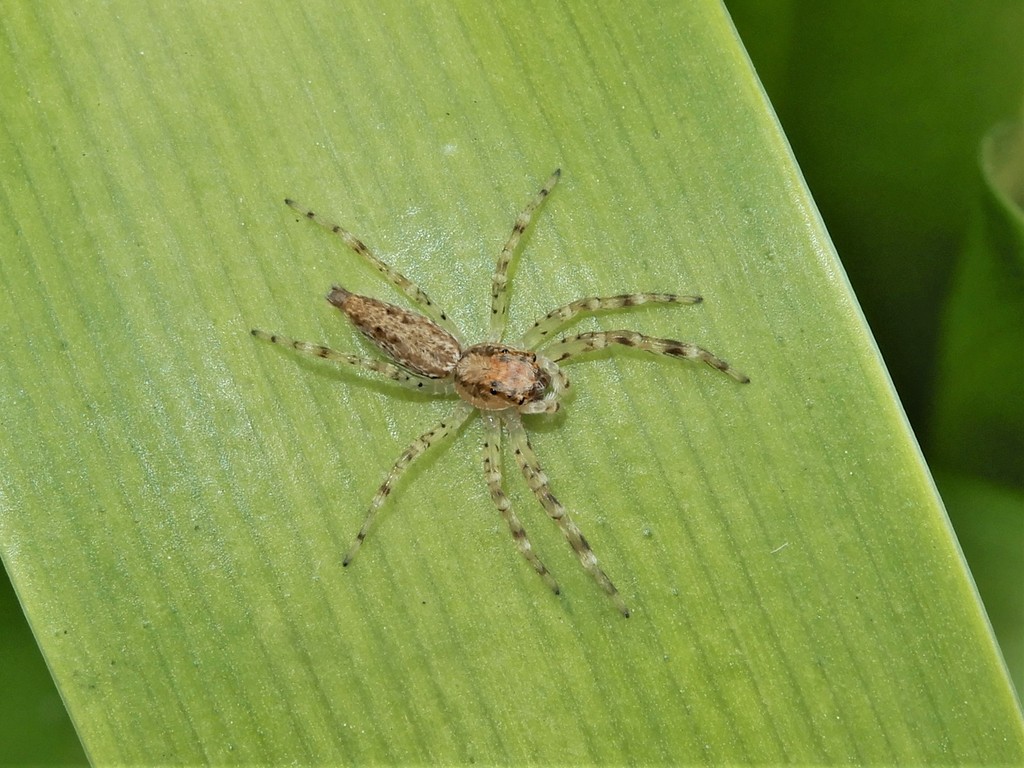 Aussie Bronze Jumping Spider from Ashhurst, New Zealand on September 30 ...