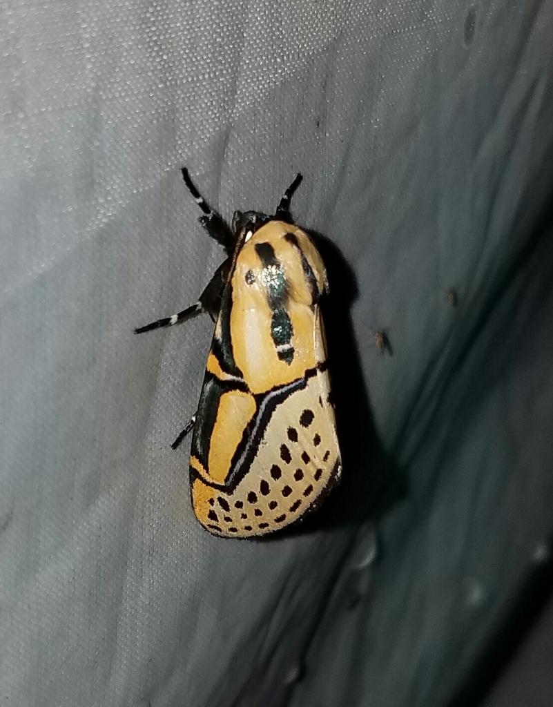 Hieroglyphic Moth from 6995 Florida 70 Lake Placid, FL 33852 on October ...