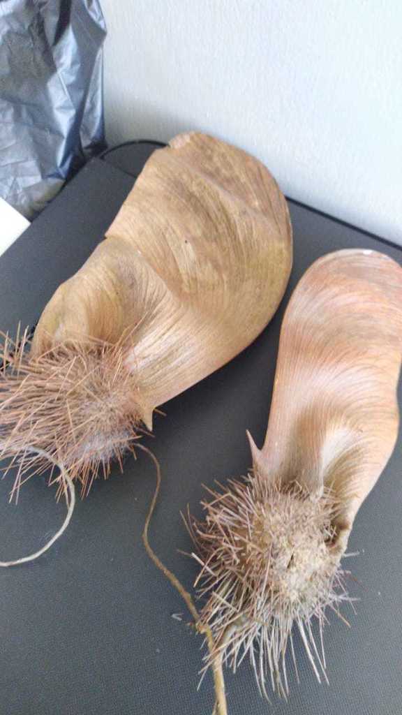 (Centrolobium ochroxylum) - Botanical Realm