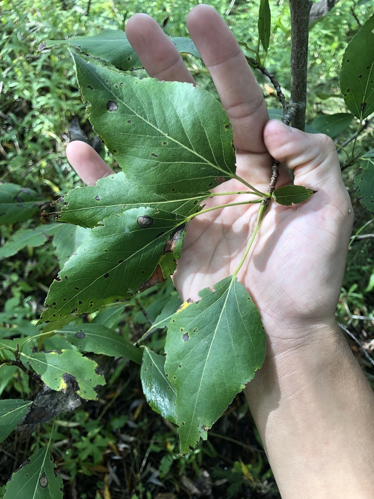 balsam poplar from Cheboygan, MI, US on September 26, 2019 at 10:46 AM ...