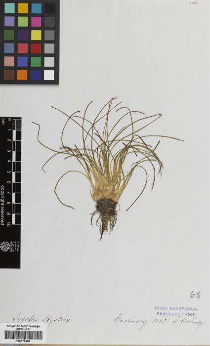 Land Quillwort (Isoetes histrix) - Botanical Realm