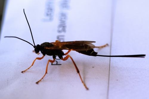 Coleocentrus quebecensis · iNaturalist