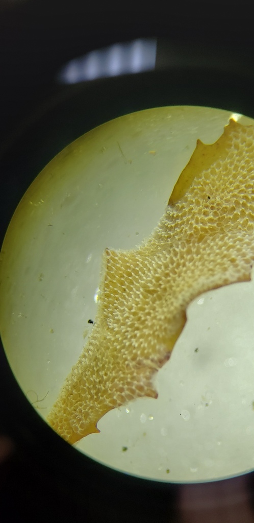 Sargassum Sea Mat from Sullivan's Island, SC, USA on September 30, 2019 ...