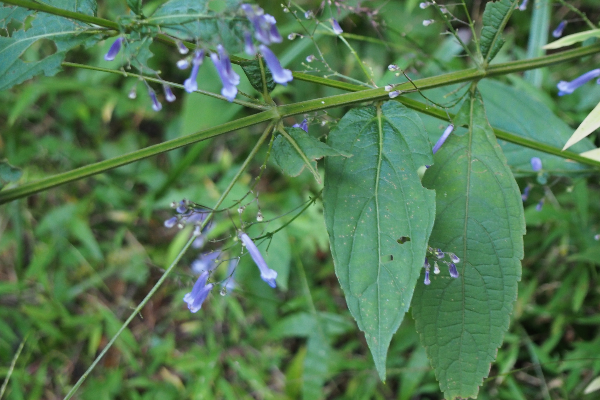 Isodon effusus (Maxim.) H.Hara
