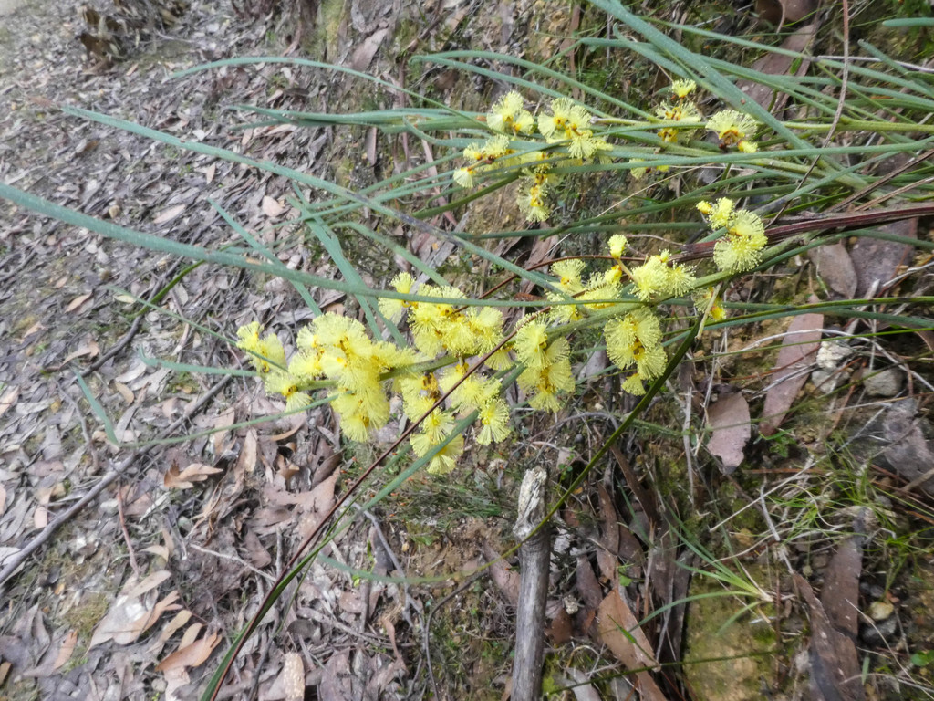 Variable sallow wattle (Native Vegetation of IBRA7 Region 373 ...