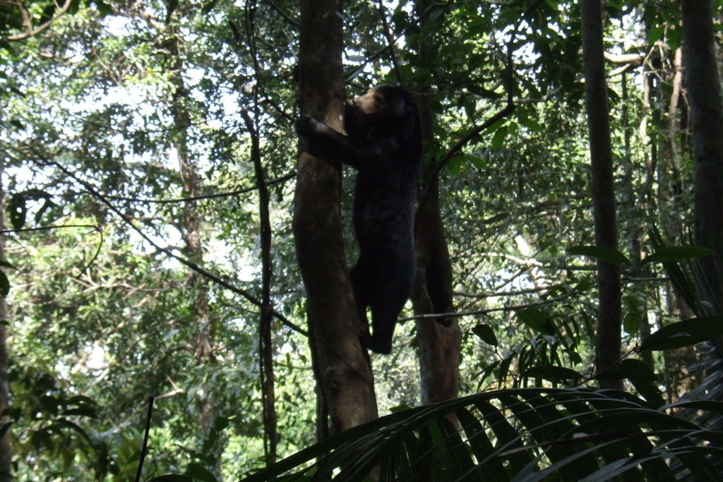 Malayan Sun Bear (Helarctos malayanus malayanus) - Know Your Mammals