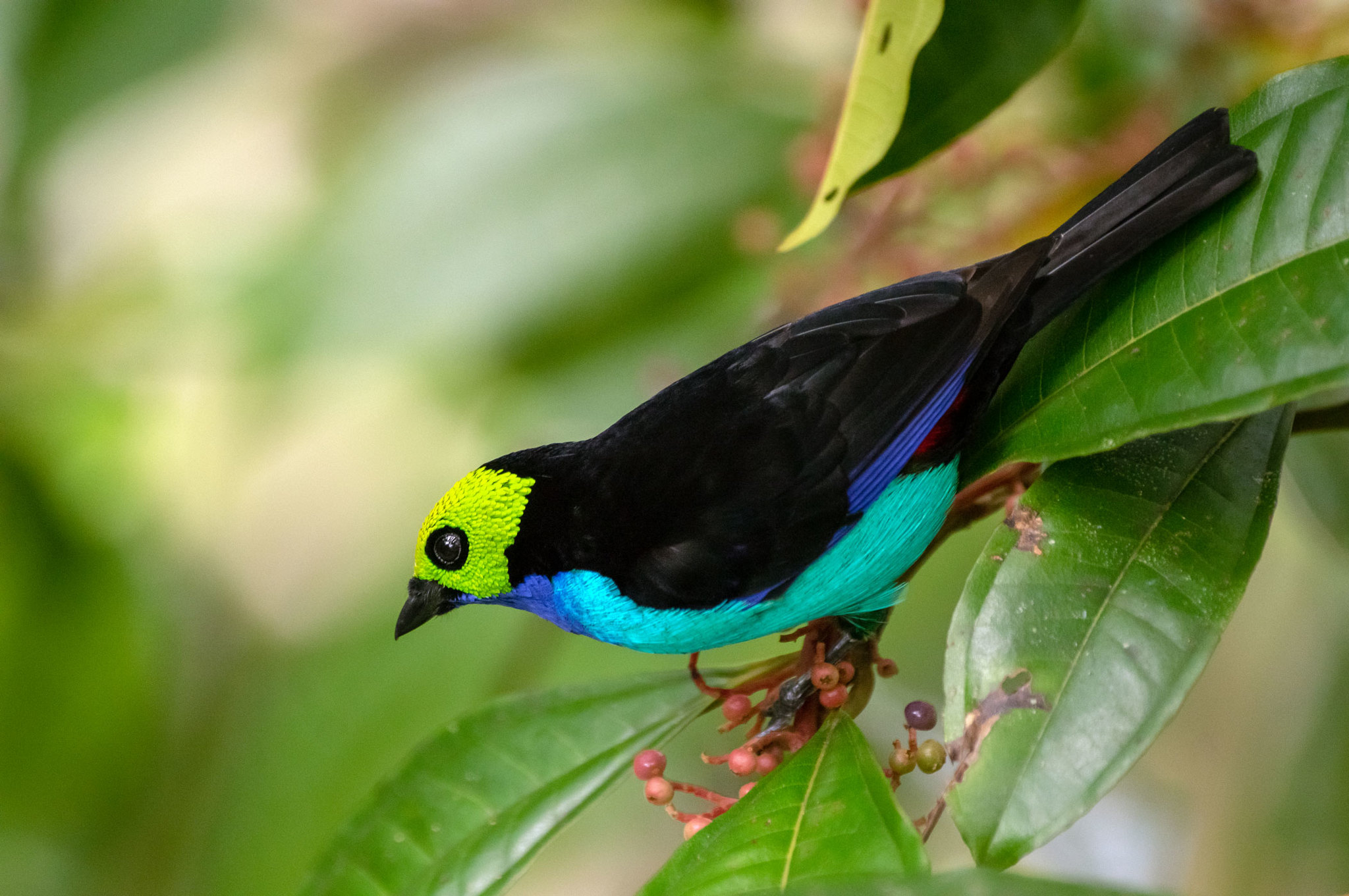 Paradise Tanager
