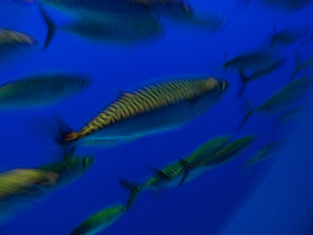 Anchovies (Engraulidae) - Marine Life Identification
