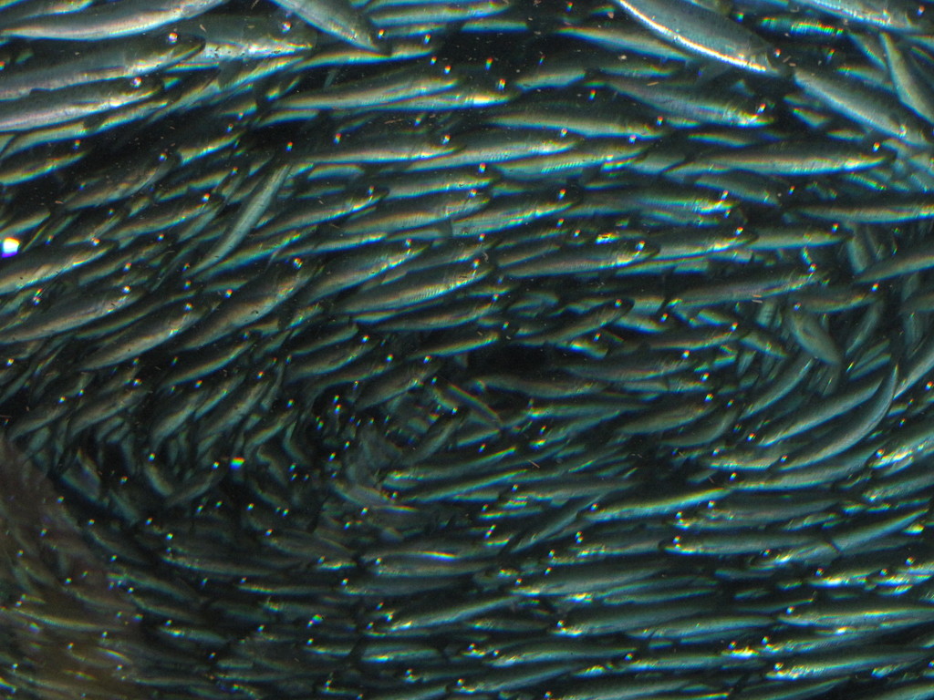 Anchovies (Engraulidae) - Marine Life Identification