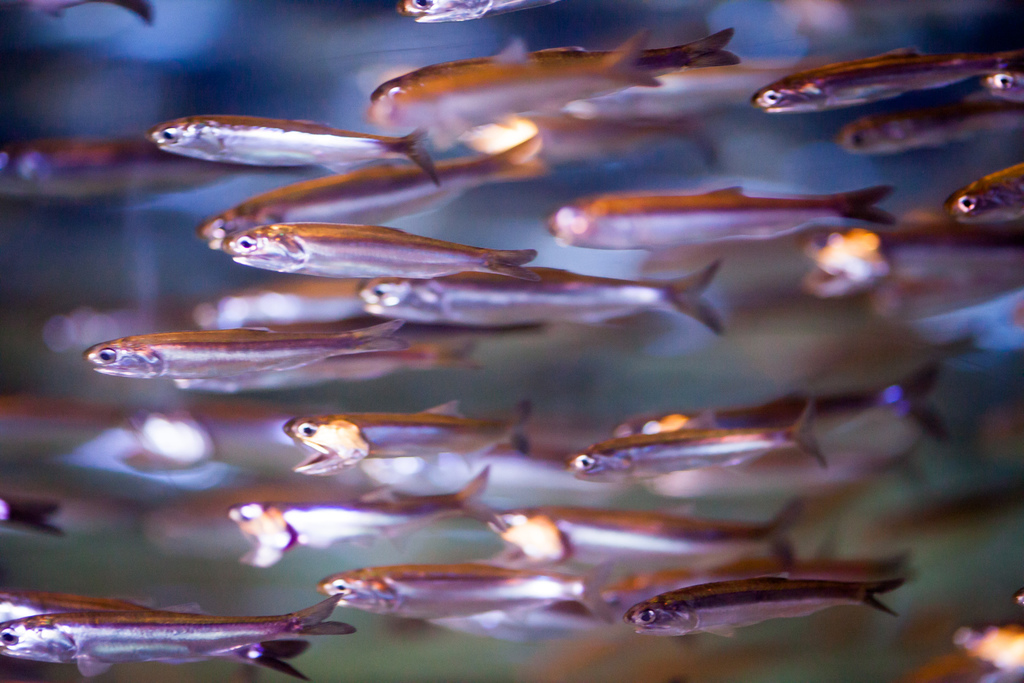 Anchovies (Engraulidae) - Marine Life Identification
