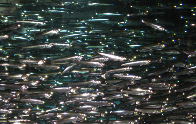 Anchovies (Engraulidae) - Marine Life Identification