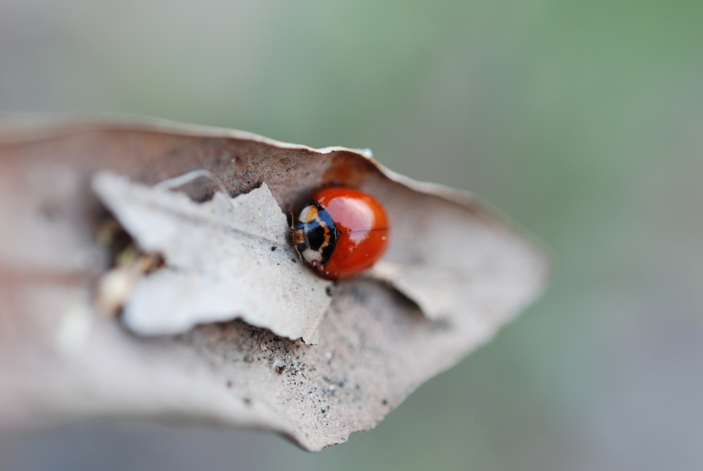 Black-spotted Lady Beetles from Tainan, TW-TN-TI, TW on September 28 ...