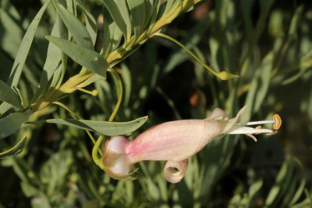 spotted emu bush (Eremophila maculata) - Botanical Realm