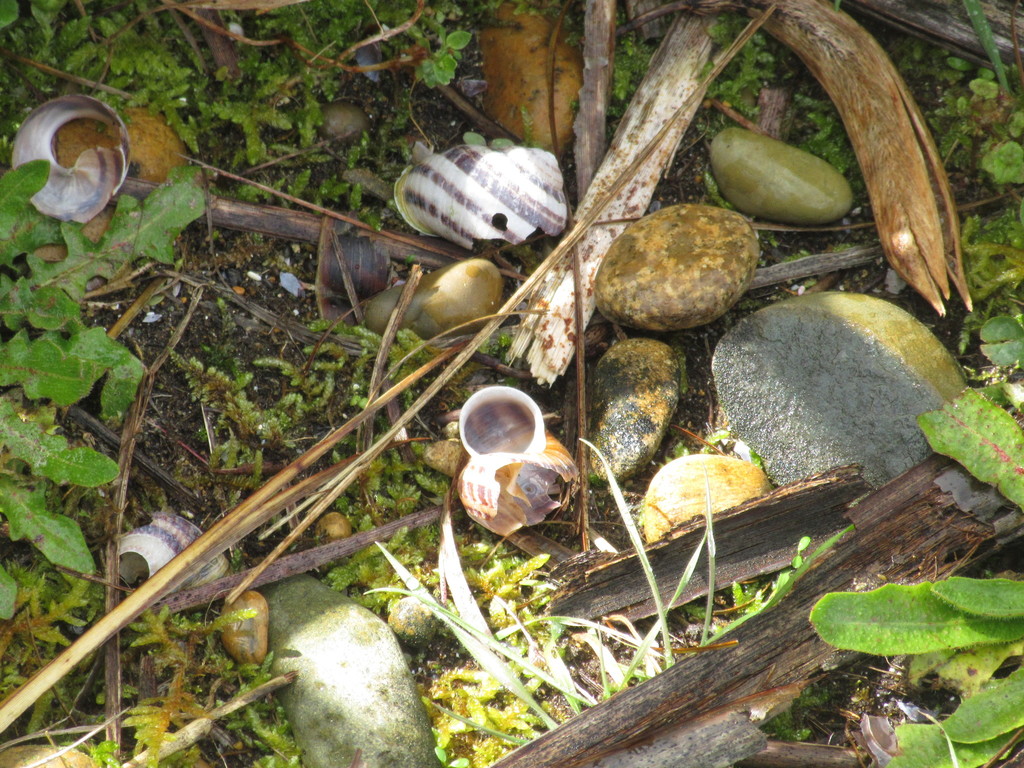 Song Thrush from Colac Bay 9881, New Zealand on September 30, 2019 at ...