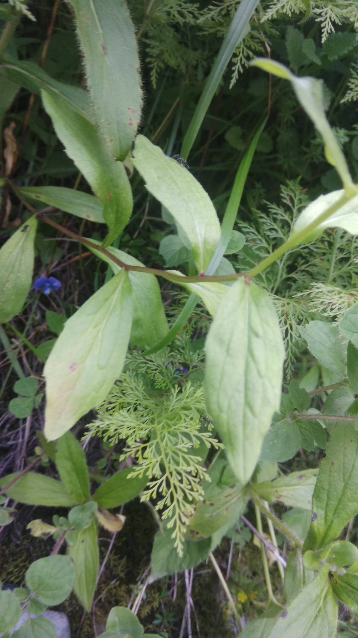 Erigeron multiradiatus (Lindl. ex DC.) Benth.