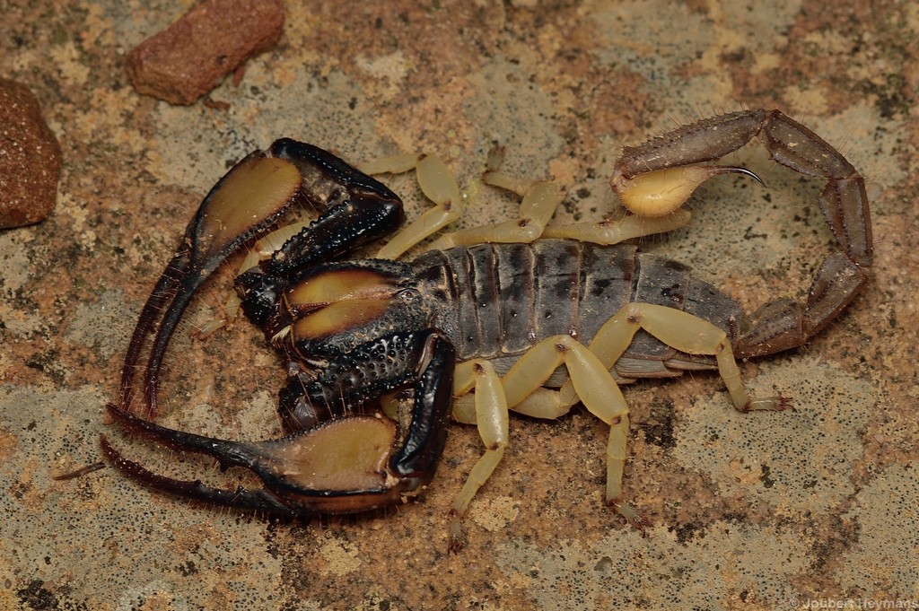 Namaqua Burrowing Scorpion from Namakwa, South Africa on August 26 ...