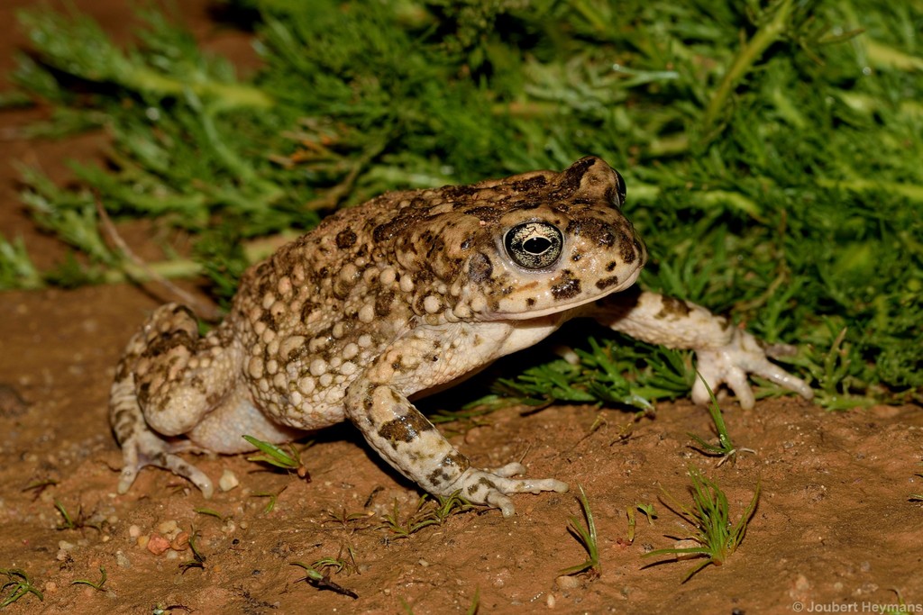 Karoo Toad from Namakwa, Northern Cape, South Africa on August 23, 2019 ...