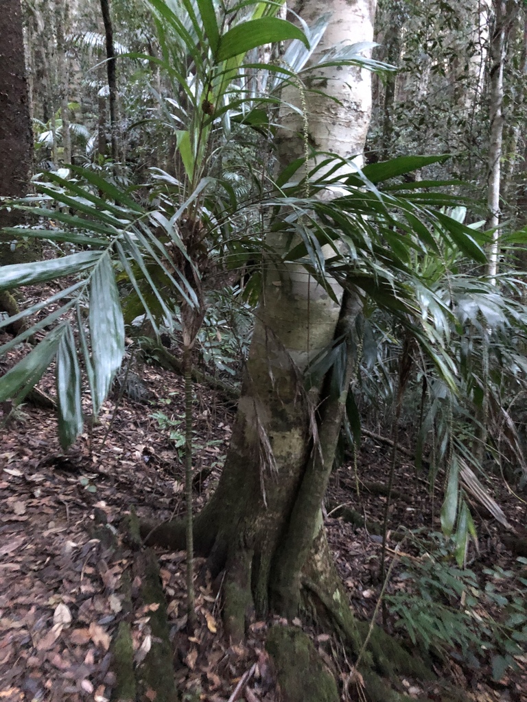Walking stick palm from Bindarri National Park, Brooklana, NSW, AU on April 6, 2019 at 03:55 PM ...