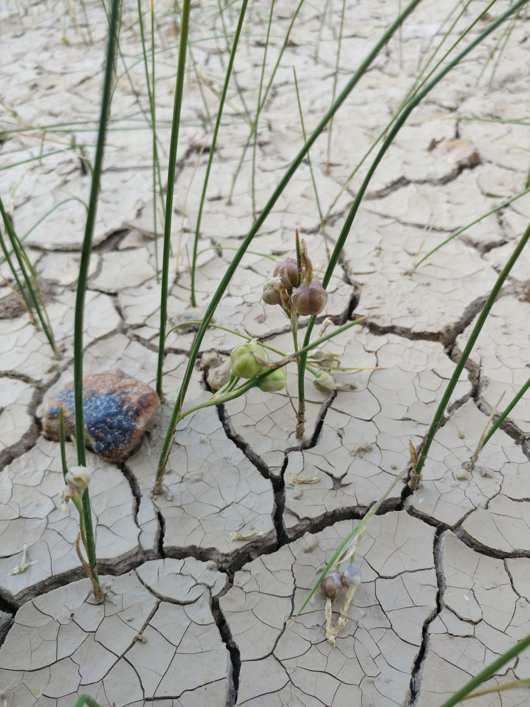 Romulea aquatica G.J.Lewis