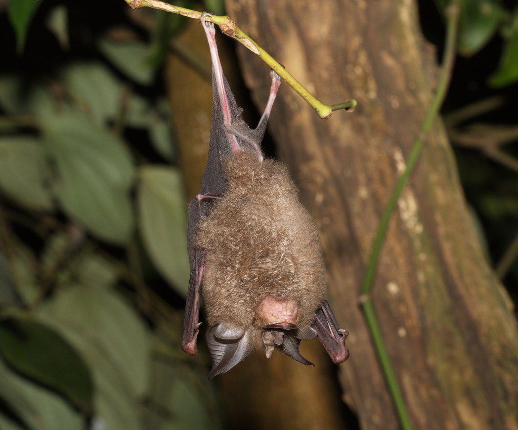 Dobson's horseshoe bat from Song Phi Nong, Kaeng Krachan District ...