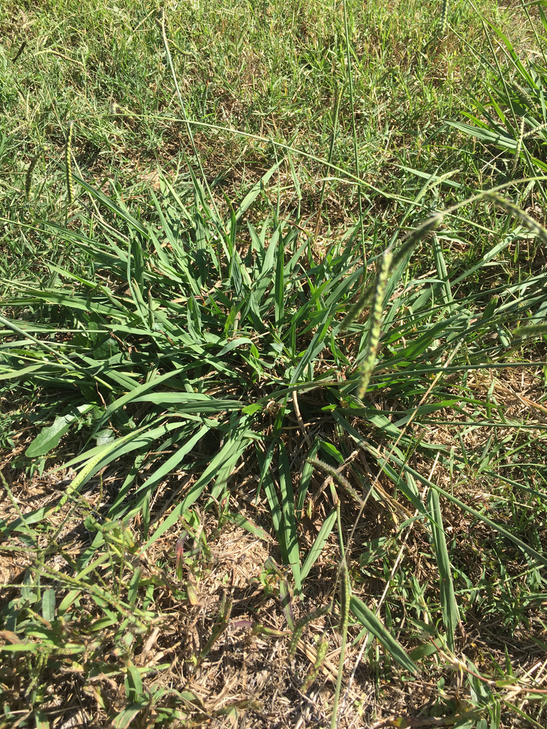 Tropical Finger-grass (Nash Prairie Plants List) · iNaturalist