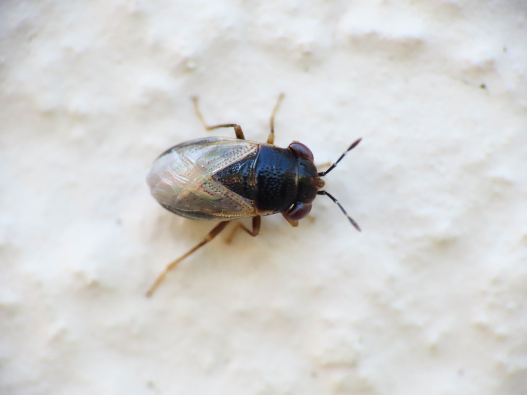 Geocoris pallidipennis from Bazzano (AQ) on October 1, 2019 at 03:40 PM ...
