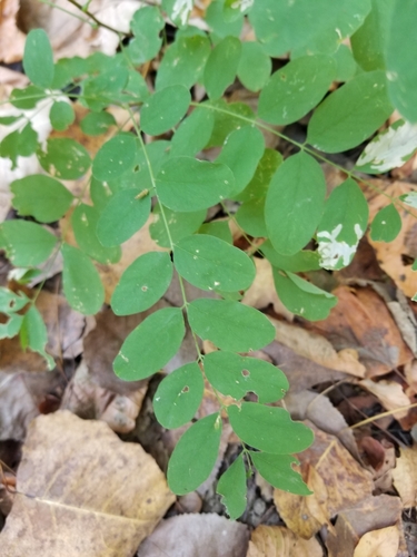 Locust Trees (Fabaceae (Pea) of the Pacific Northwest) · iNaturalist