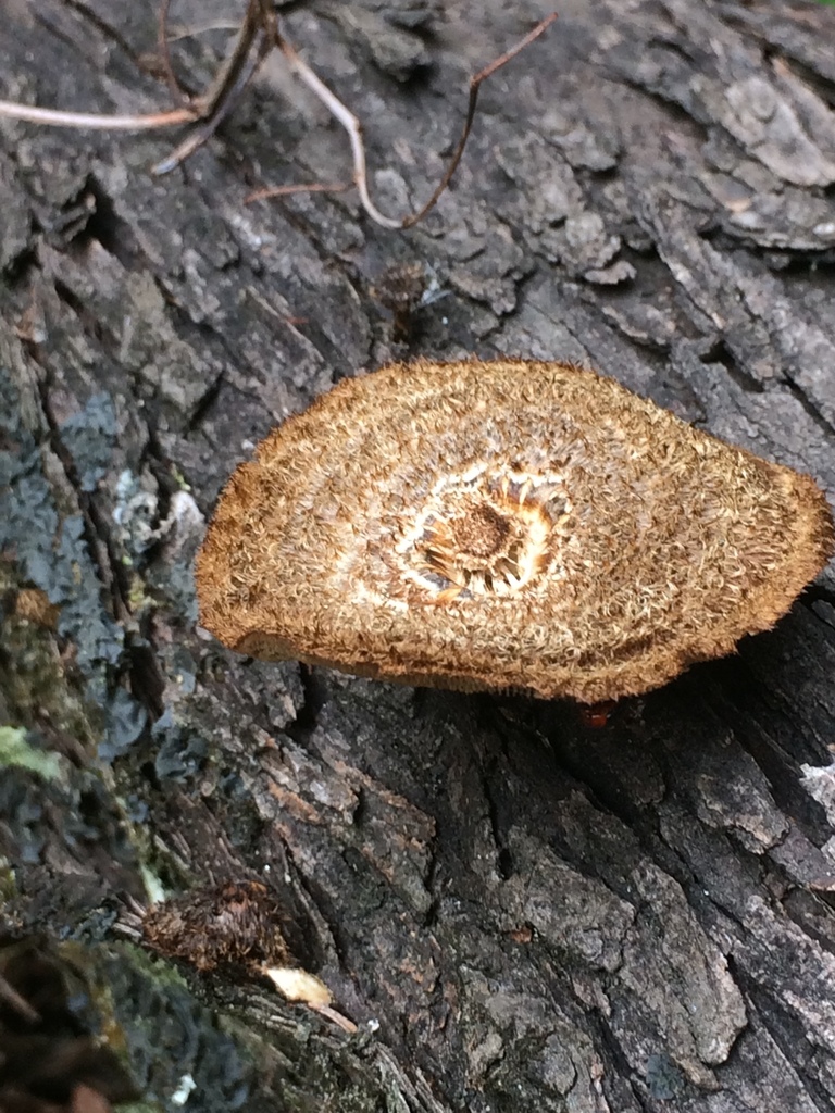 Lentinus sect. Lentinus from Uthungulu, ZA-NL, ZA on October 01, 2019 ...