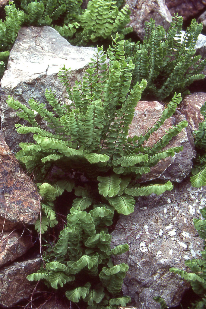 ferns (Polypodiopsida) - Botanical Realm