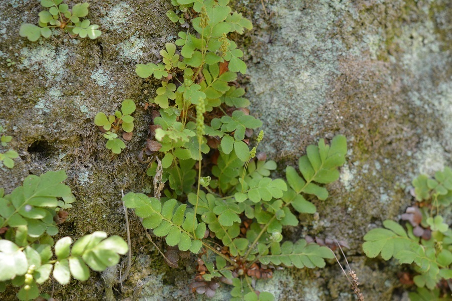 Anemia oblongifolia (Costa Rica Trees and Vascular Plants) · iNaturalist