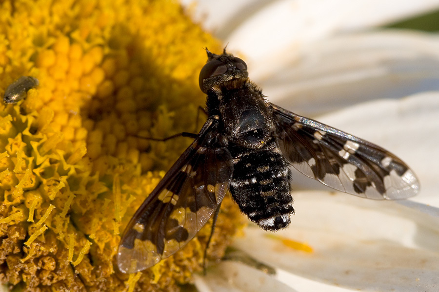 Exoprosopa (Bee Flies of California) · iNaturalist