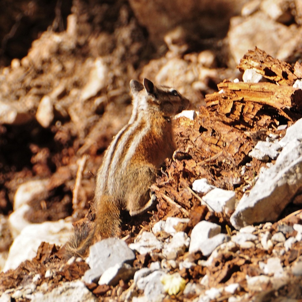 Palmer's Chipmunk (Neotamias palmeri) - Know Your Mammals