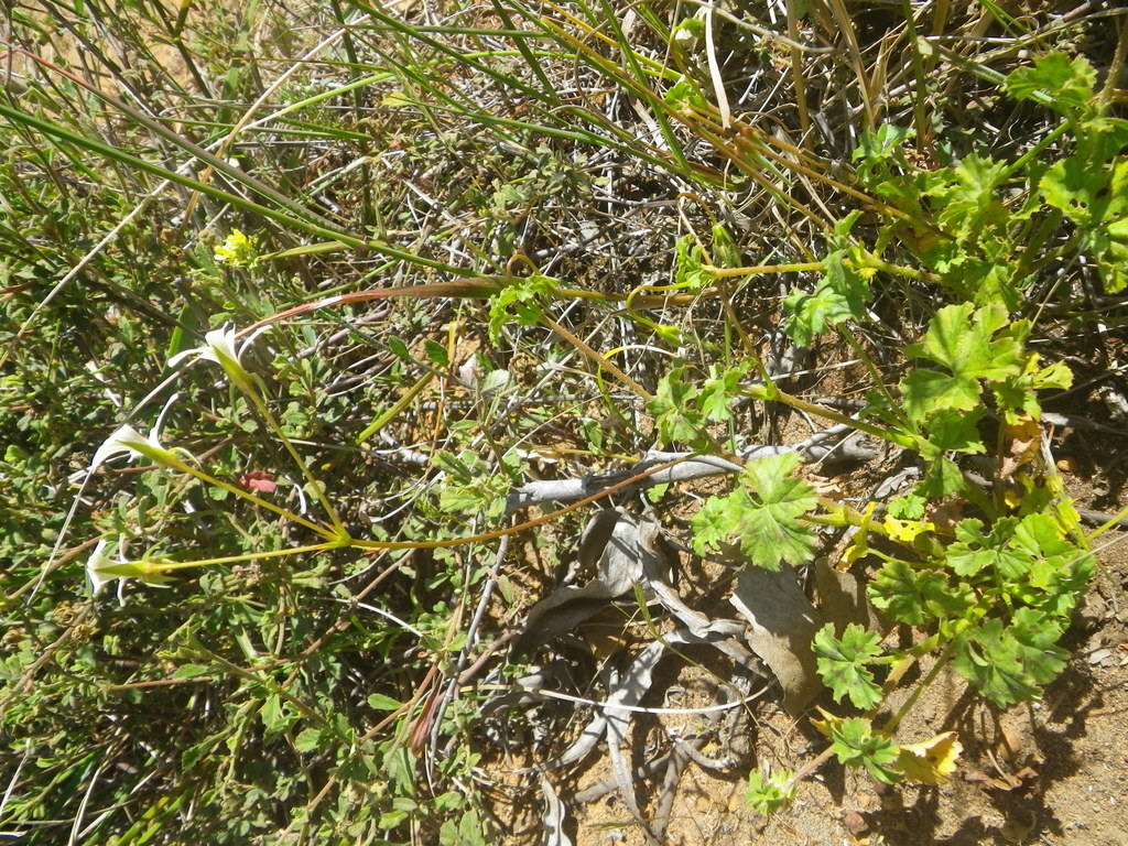 Long Storksbill from Durbanville Nature Reserve on October 01, 2019 at ...