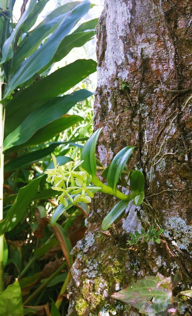 Epidendrum difforme (500 Escalones - Los Sifones) · iNaturalist