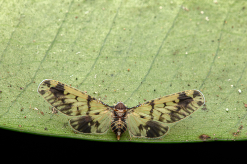 Mysidia striata · iNaturalist