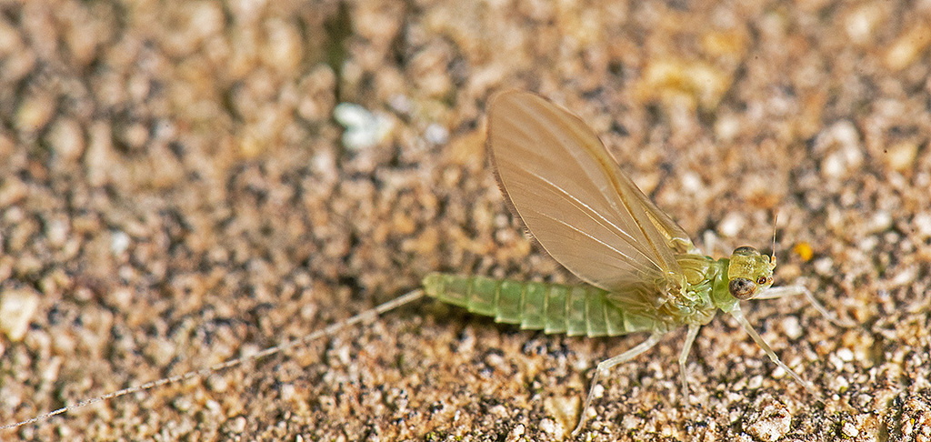 Callibaetis floridanus from Canyon Lake, TX, USA on June 30, 2025 at 10 ...
