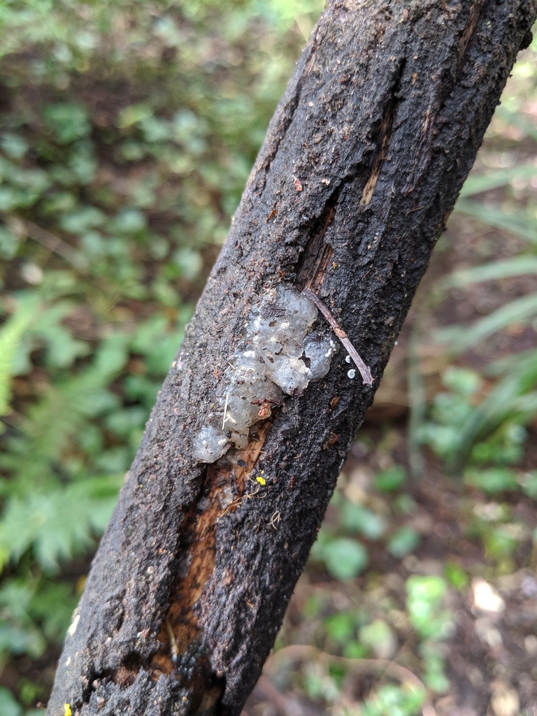 Crystal Brain Fungus from North Dunedin, Dunedin, New Zealand on ...