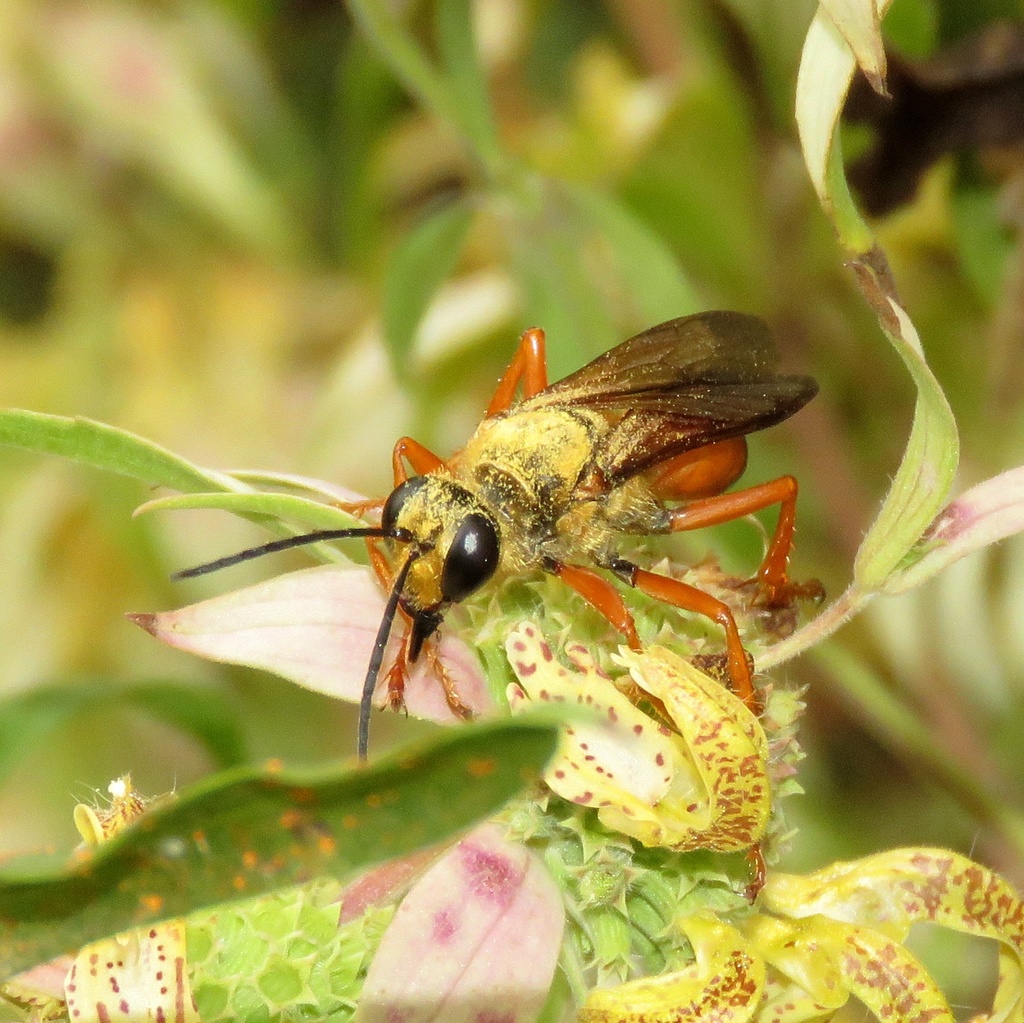 Great Golden Digger Wasp from Triangle Garden on October 1, 2019 at 09: ...